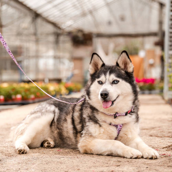 Moomin Friendship Dog Lead Pink - The Official Moomin Shop